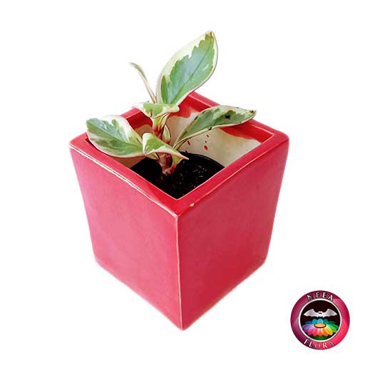 Planta Conga Peperomia clusiifolia 10cm matera cerámica cubo Eliza ...
