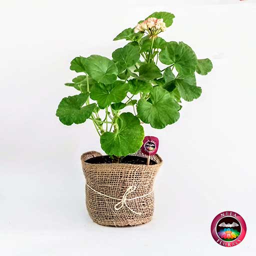 Planta Novio flor doble Pelargonium 14cm matera plástica • Neea Flora ...