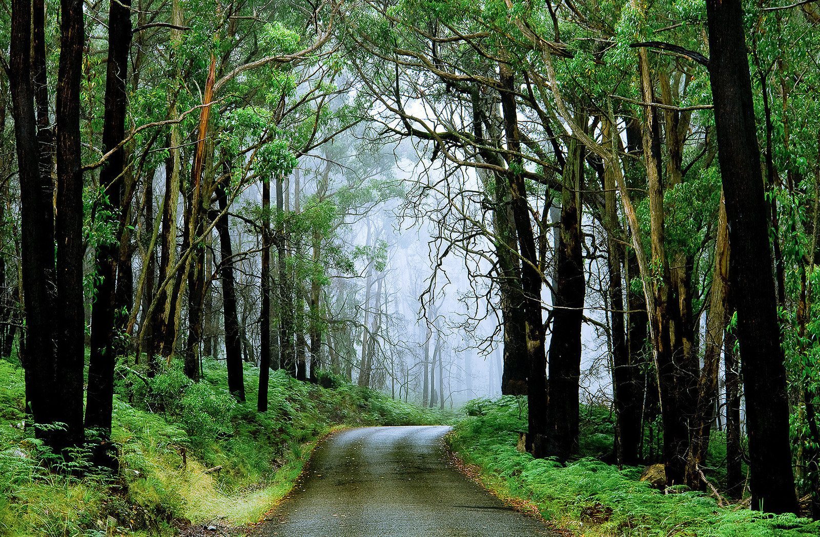 20 Amazingly beautiful Forest Road Pictures