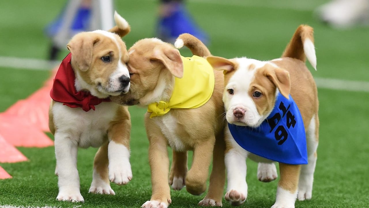 2017 PUPPY COMBINE - Throwback Thursday
