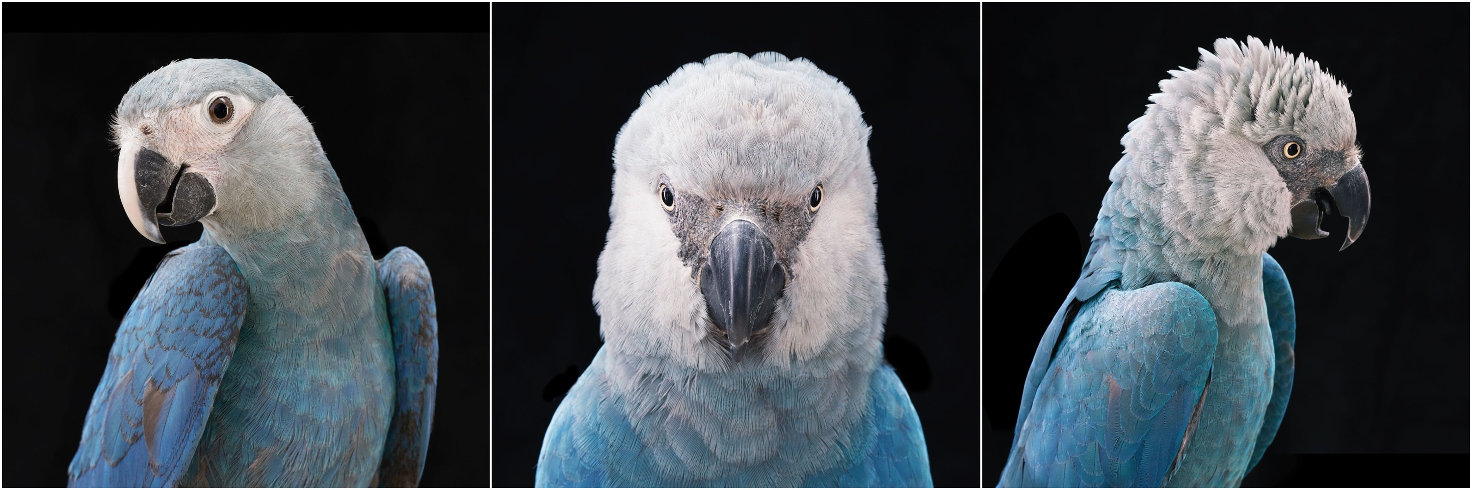 Unextinct: Return of the Spix's Macaw Open Edition by Tim Flach