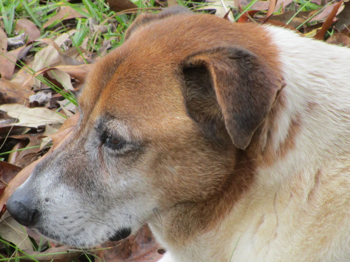 Alabama rot map, symptoms, pictures, treatment and prevention of fatal ...