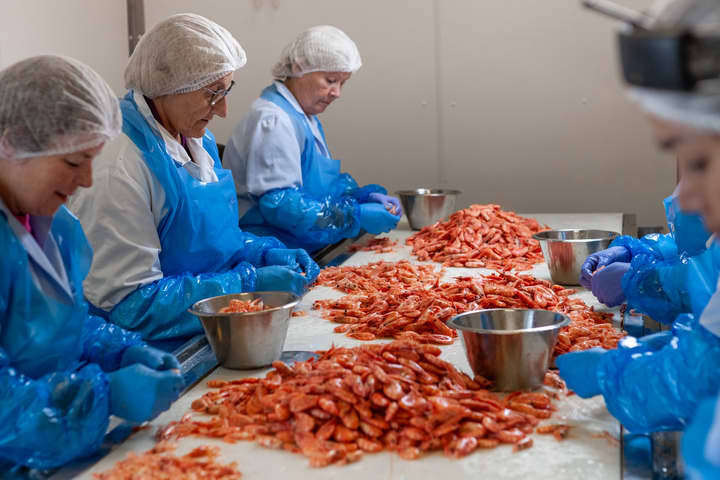 Håndpilla reker fra Lyngen | Meny.no