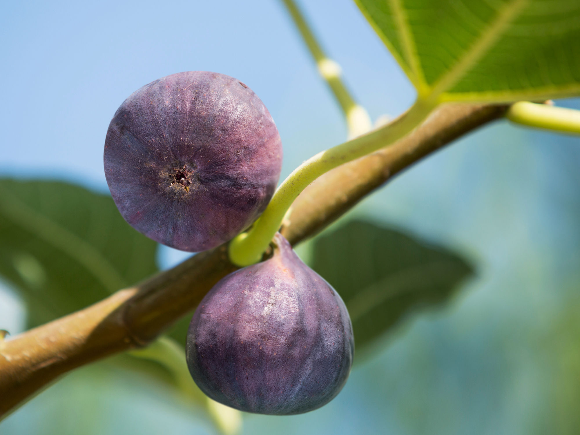 Fiken - en søt delikatesse | Meny.no