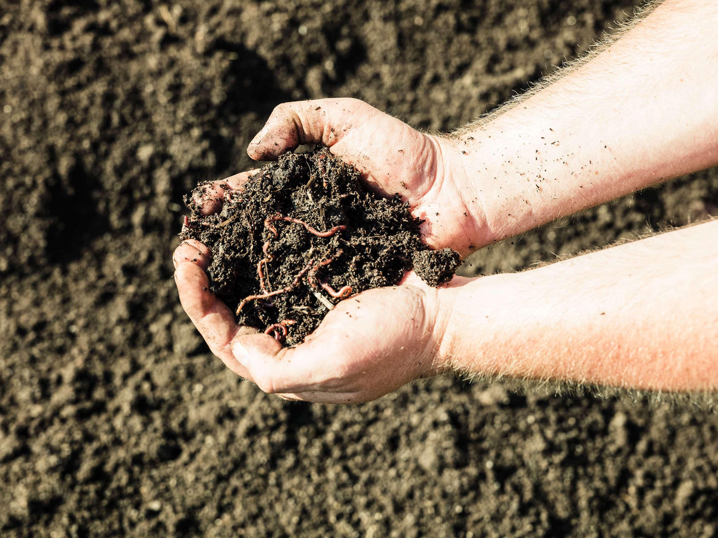 God jord gir gode urter | Meny.no