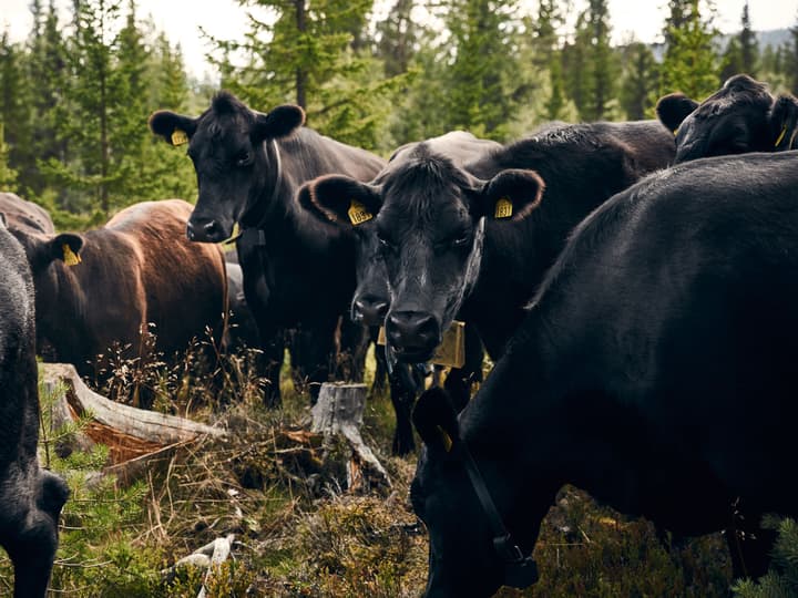Slik produseres den beste Angusbiffen | Meny.no