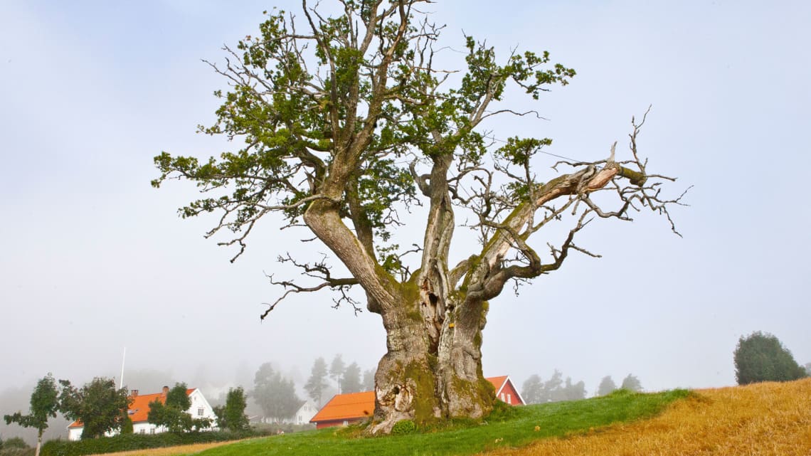 Trettitre norske trær og hva de har vært vitne til.