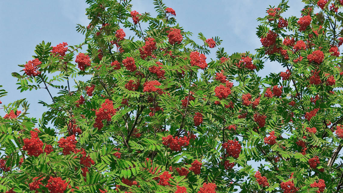 Flere treslag varmer mer enn bjørk Norsk Ved - Fagforum for ...