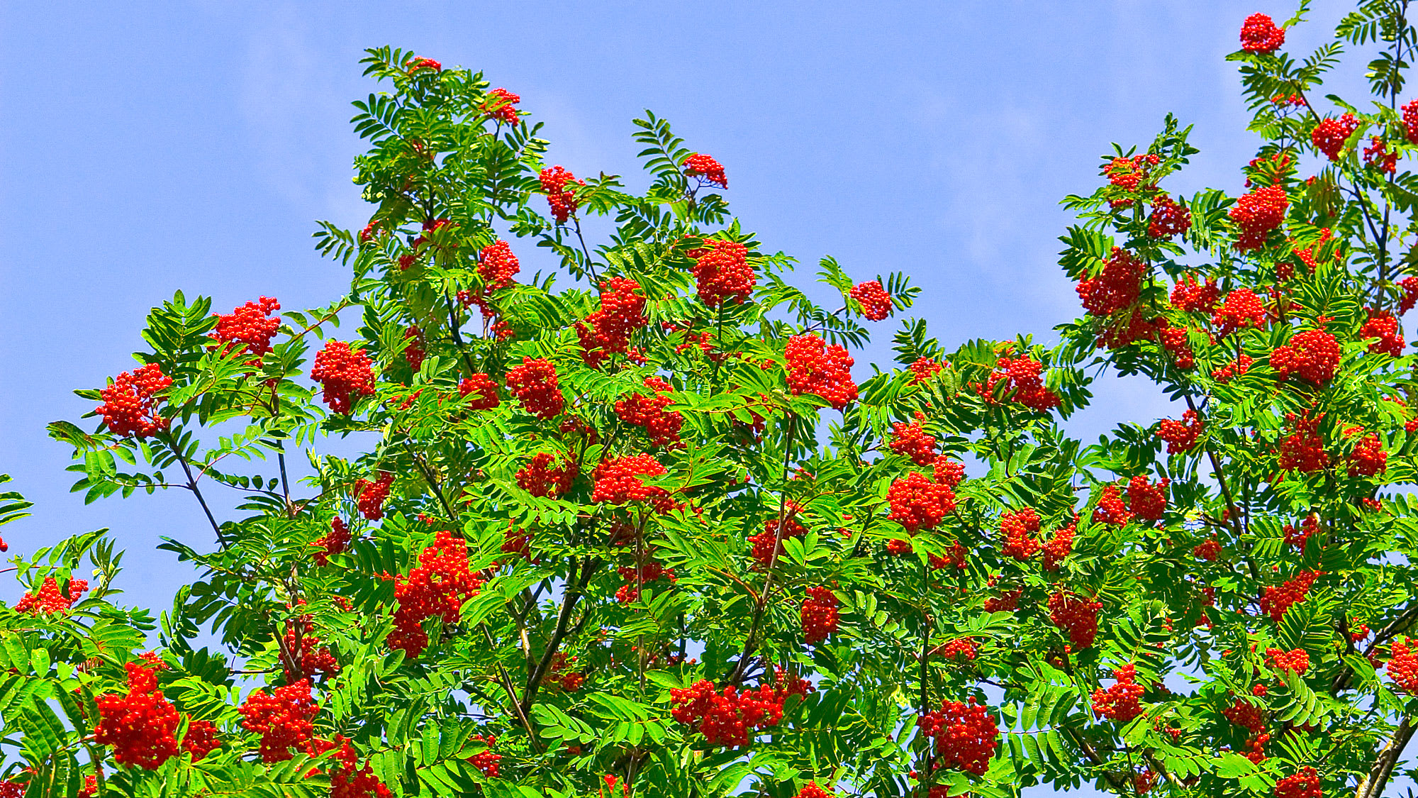 Rogn er bra ved, men også populær elgmat
