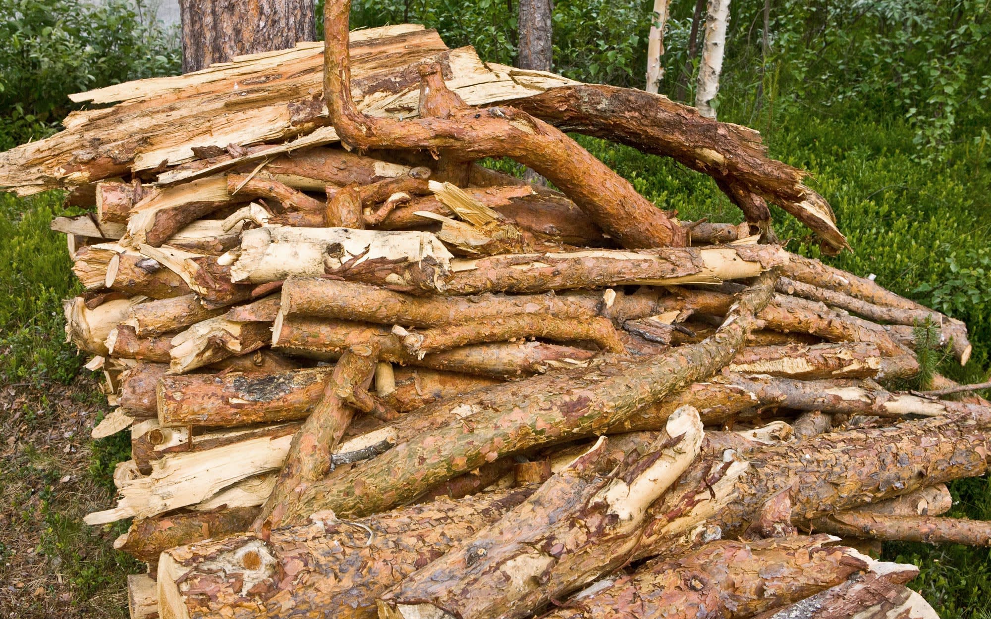 Furukvist - like stor brennverdi som bjørk Norsk Ved - Fagforum for vedprodusenter og -entusiaster