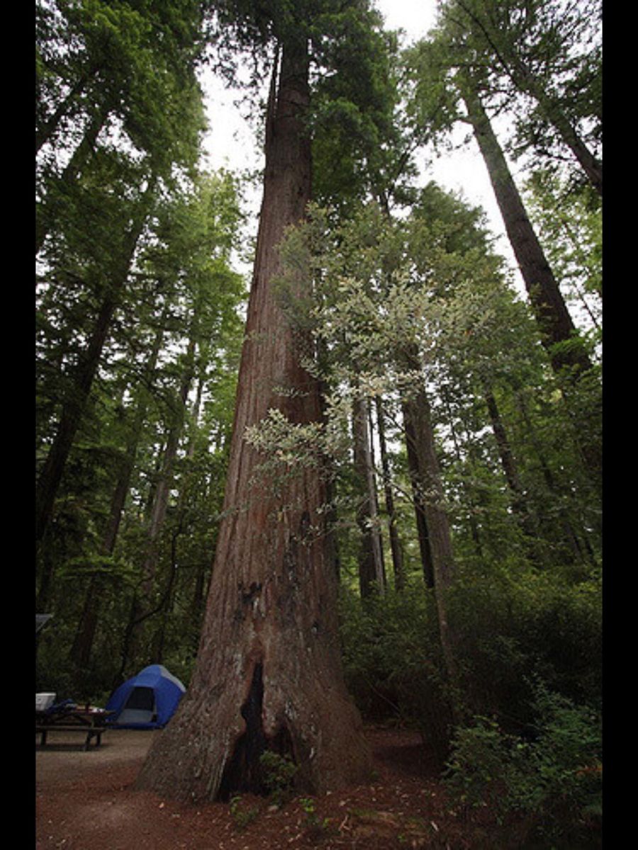Greetings from Redwood National & State Parks · National Parks ...