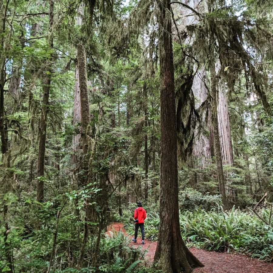 Greetings from Redwood National & State Parks · National Parks ...