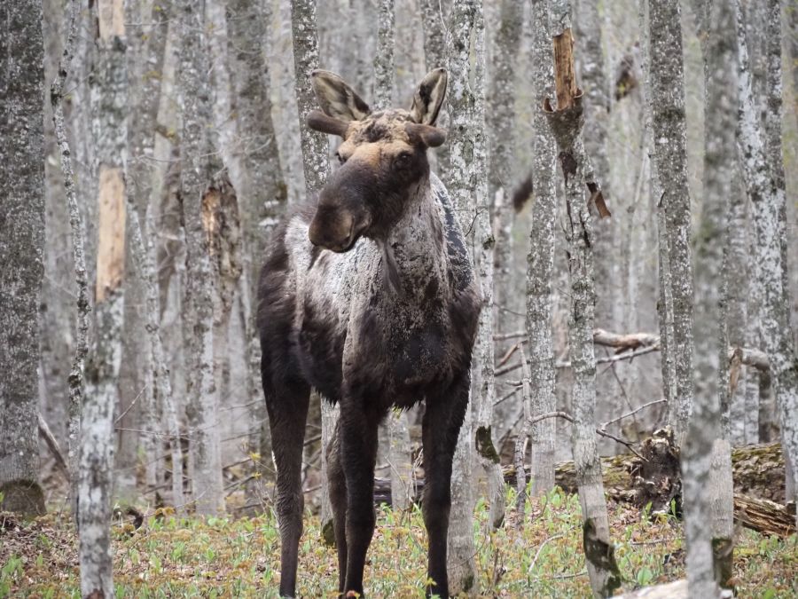 National Parks Conservation Association