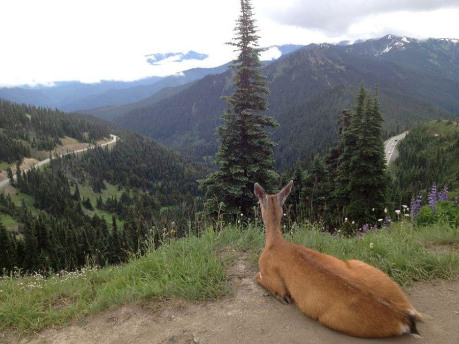 National Parks Conservation Association