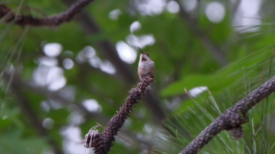 National Parks Conservation Association