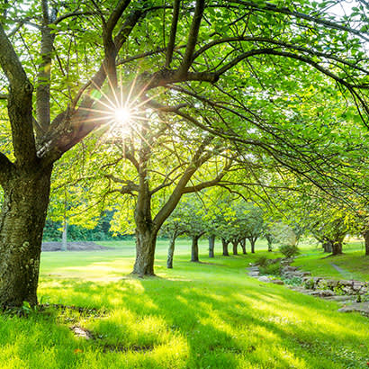 Balancing Trees: Conservation, Safety and Green Space | Conservation ...