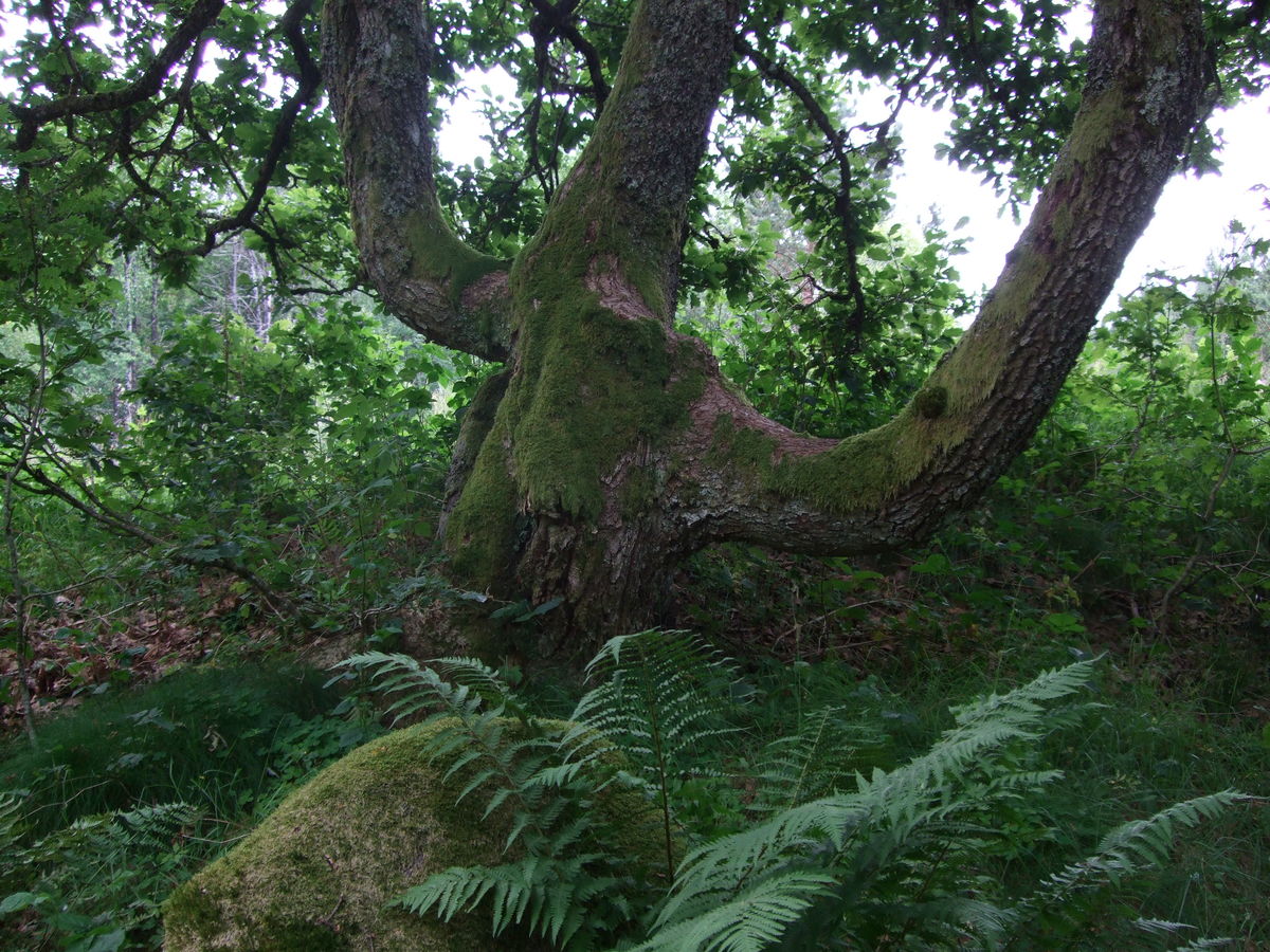 Tur til Horndalen (nedl. bruk) i Songdalen