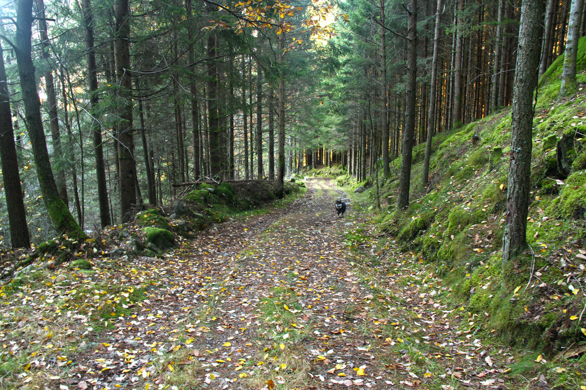MARNARDAL Laudal, opp dyrdalen til dyråsen.