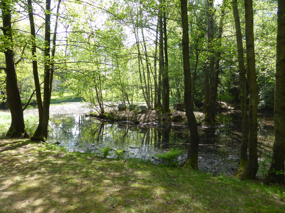 Rosanes - Teieskogen langs Helsestien