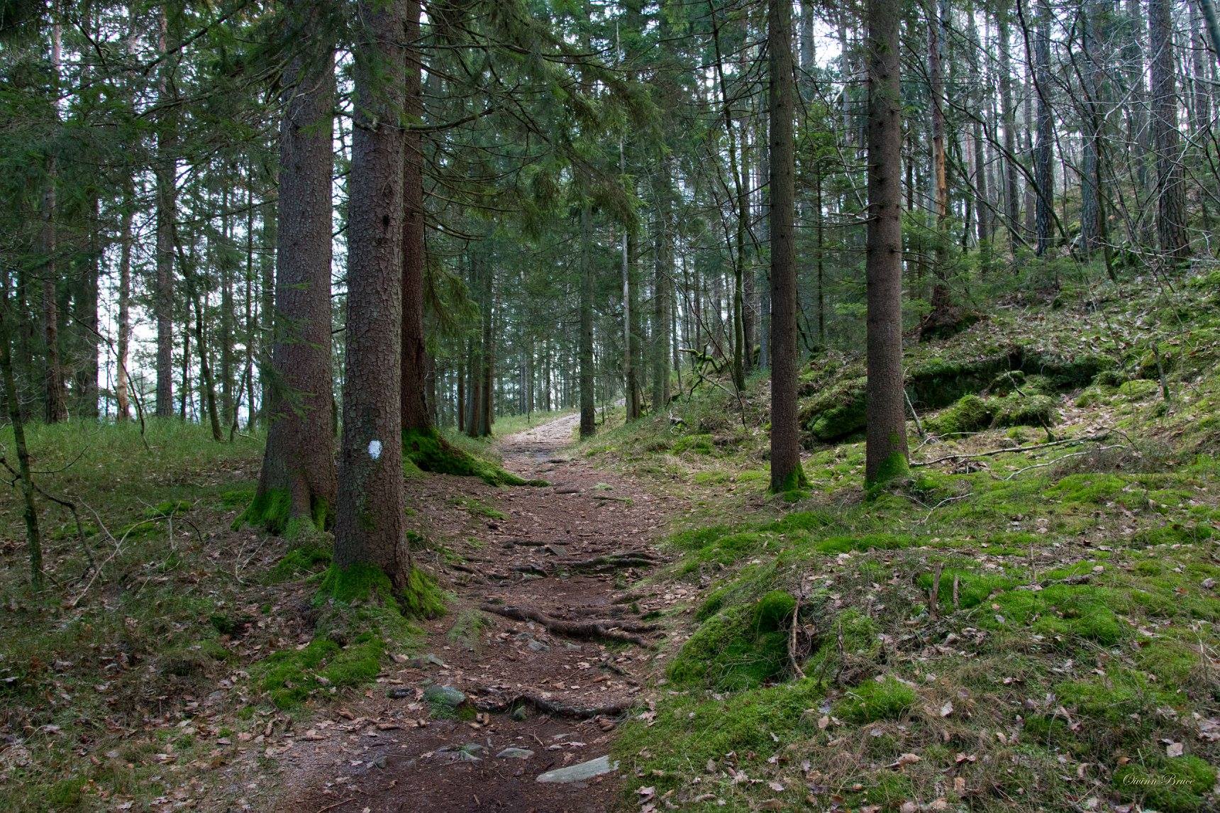 Hvitløypa, Bymarka