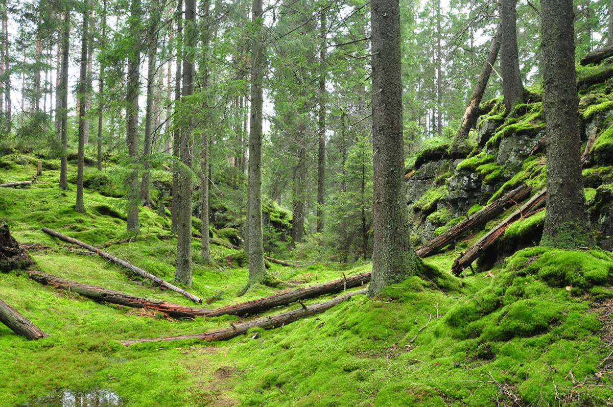 Til fredet eventyrskog rundt Lusevasan i Lillomarka