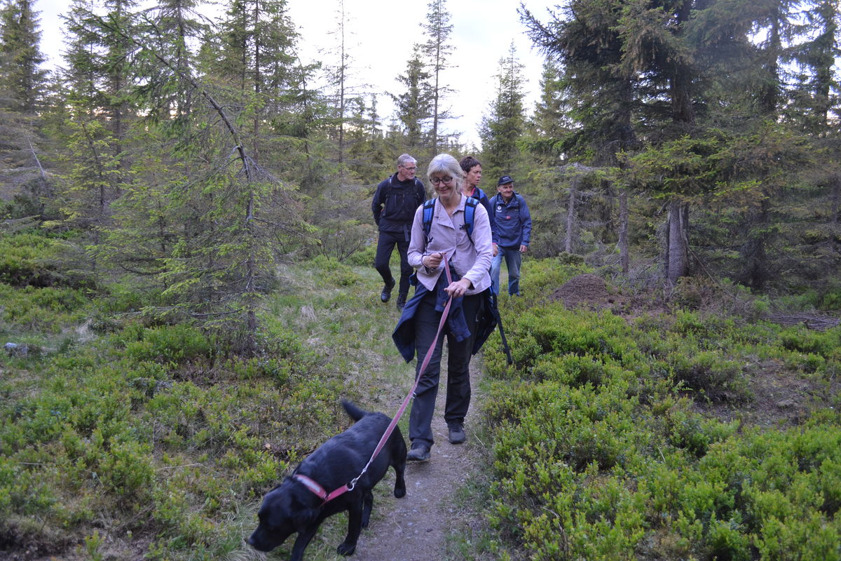 Rundtur på Follebukjølen fra Tyrom