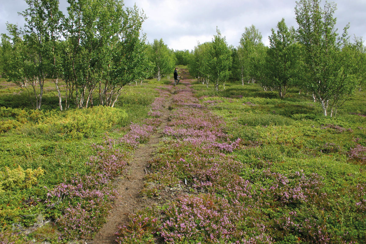 Barthstigen - merka kulturstig med tema villrein i Grimsdalen, Dovre
