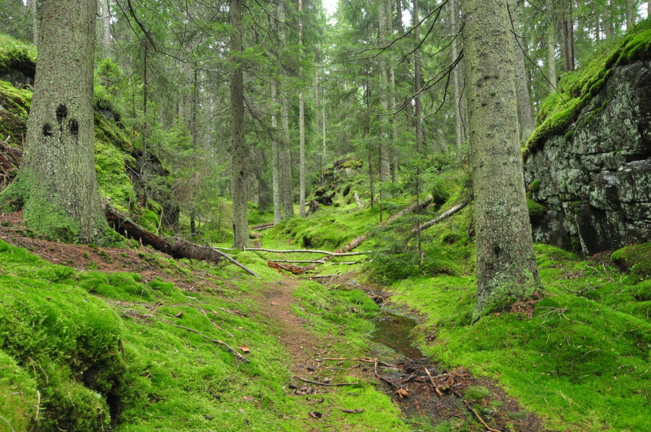 Til fredet eventyrskog rundt Lusevasan i Lillomarka | UT.no