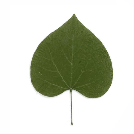 eastern redbud leaf description