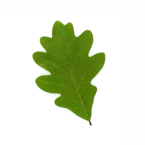 white leaf oak