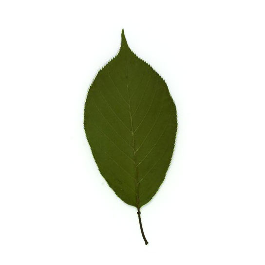 flowering cherry leaf