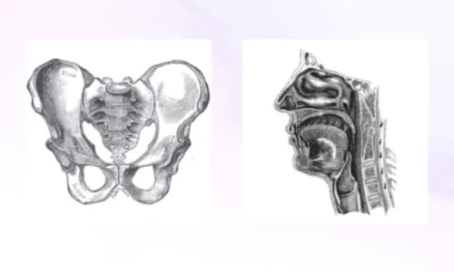 An online workshop dedicated to the JAW-HIPS-PELVIS connection | Obby
