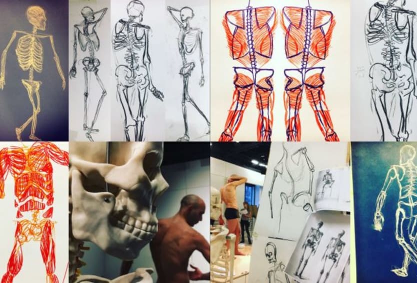 Anatomy Courses London Anatomy And Physiology Level 4
