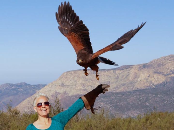 Basic Falconry Lesson