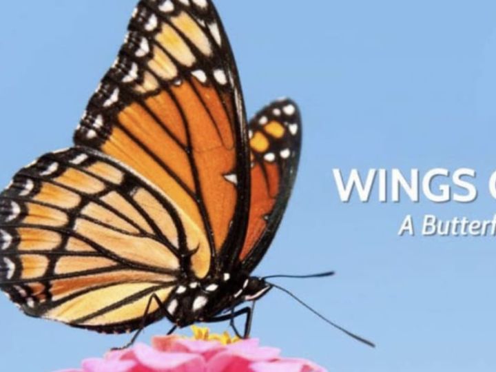 Wings of Hope Butterfly Release to honor and remember those who have ...