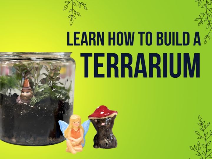 Terrarium Making Class