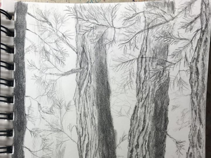 Nature Sketch Group