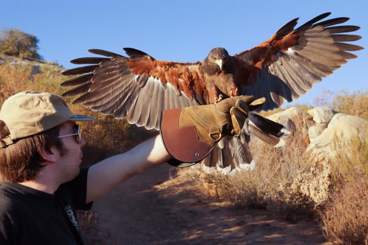 Hawk Walk