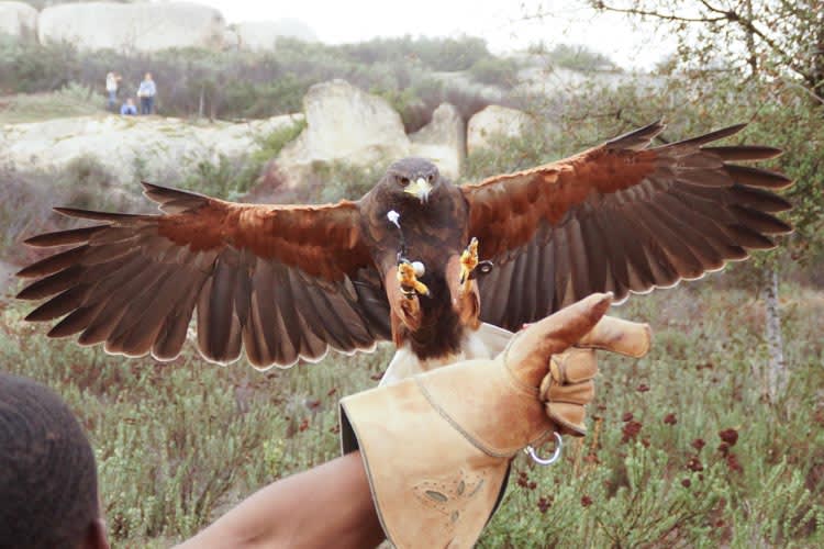 Hawk Walk