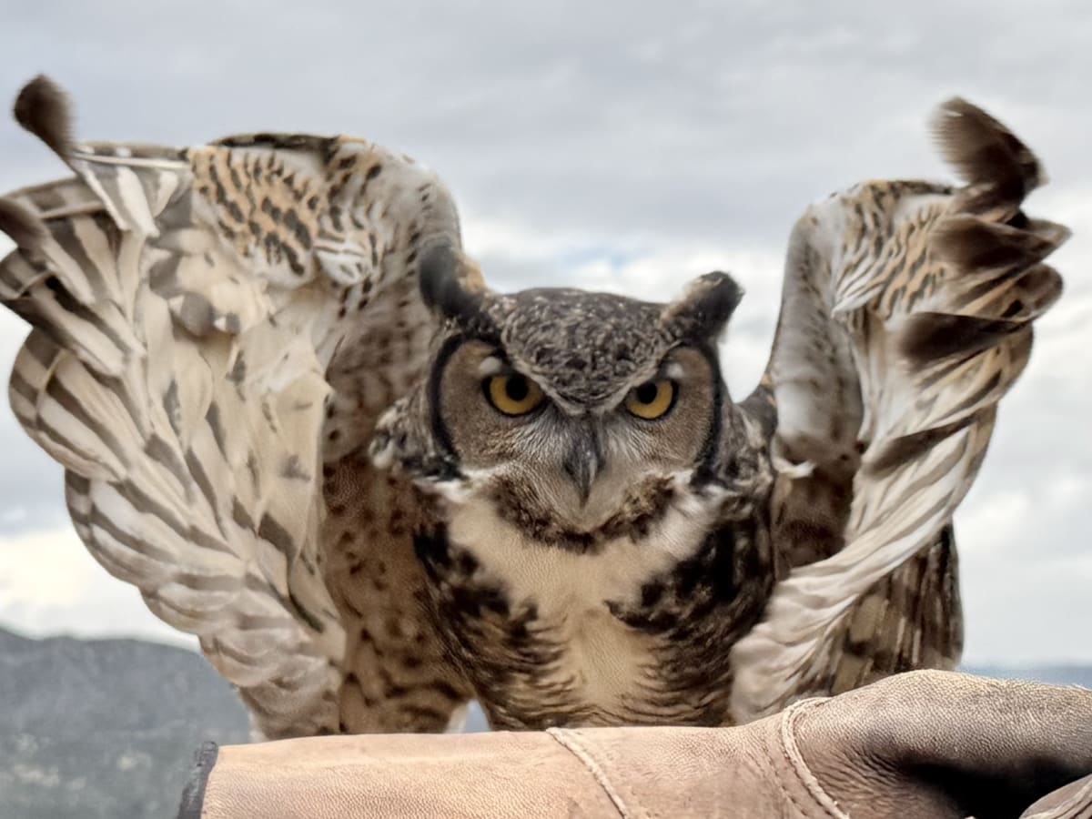 Owl Encounter & Flight: A Window into the World of Owls