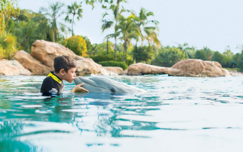 7 Signature Experiences at Discovery Cove | Ocean Florida Blog