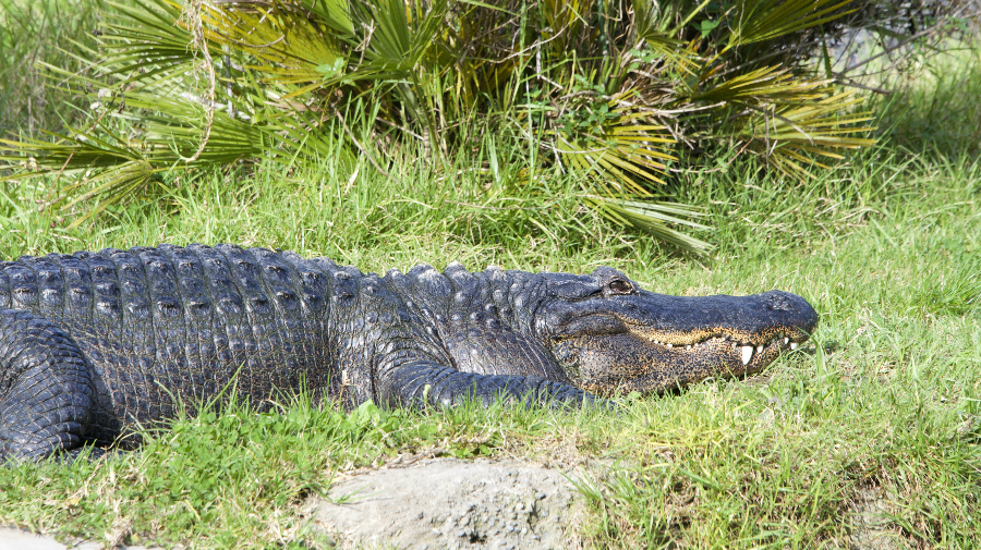 Alligator Alley Naples | Ocean Florida