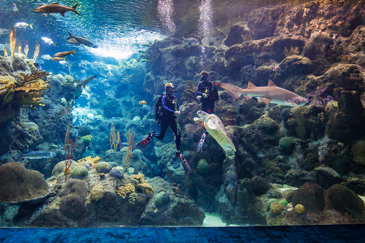 The Florida Aquarium