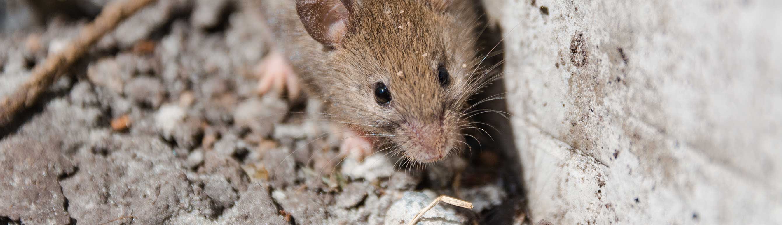 The Vermin Resistance of Insulation Materials | Owens Corning Insulation