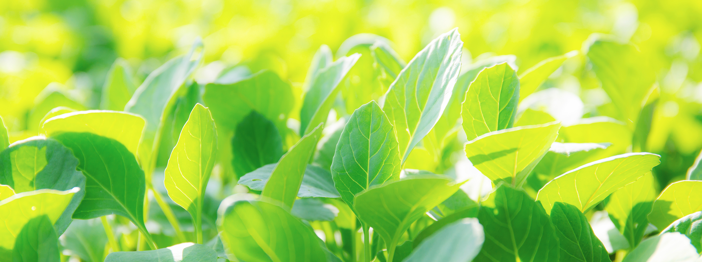 VidaWool™ Mineral Wool Growing Media | Owens Corning