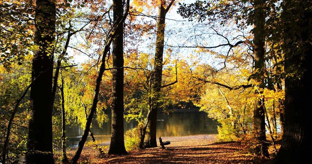 7 bonnes raisons de se promener en forêt