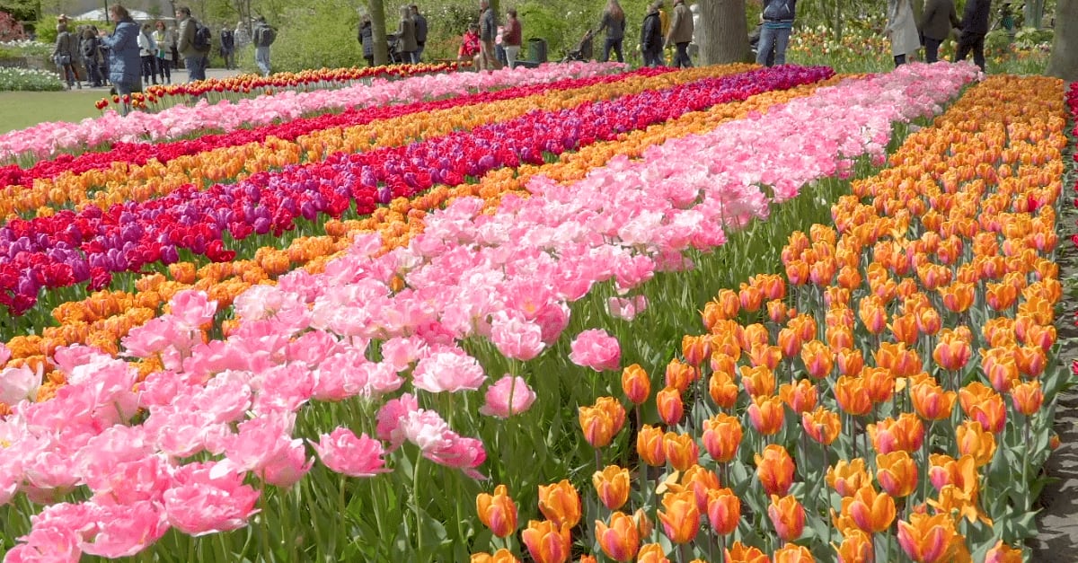 Dutch Tulips | Netherlands Escorted Small Group Tours | Odyssey Traveller