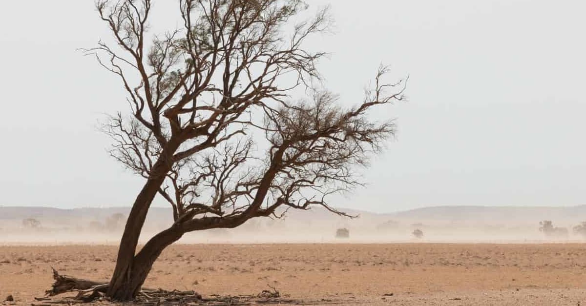 Australia's Mallee | Definitive guide for small groups - Odyssey Traveller