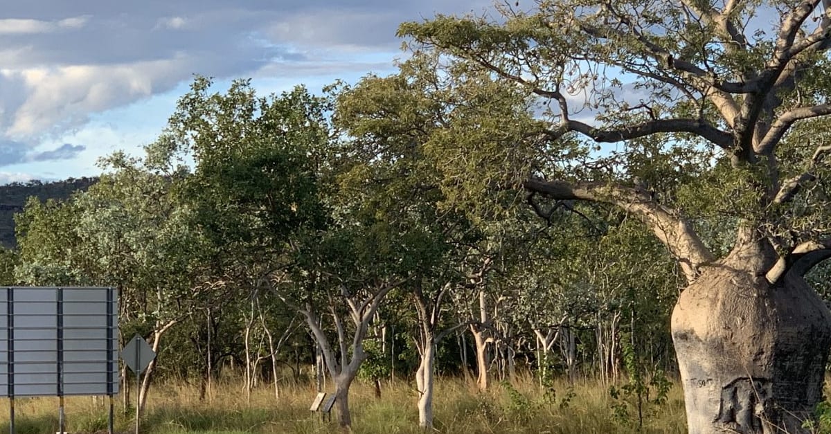 Boab trees | Kimberley Seniors small group tour - Odyssey Traveller