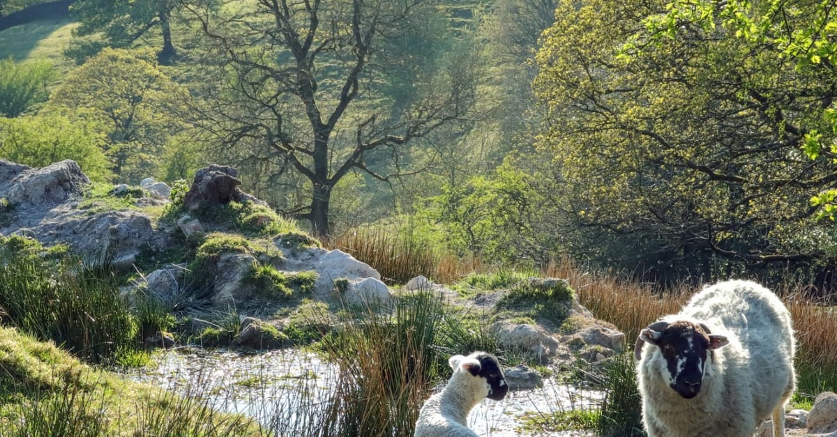 English wool | A short history for seniors - Odyssey Traveller